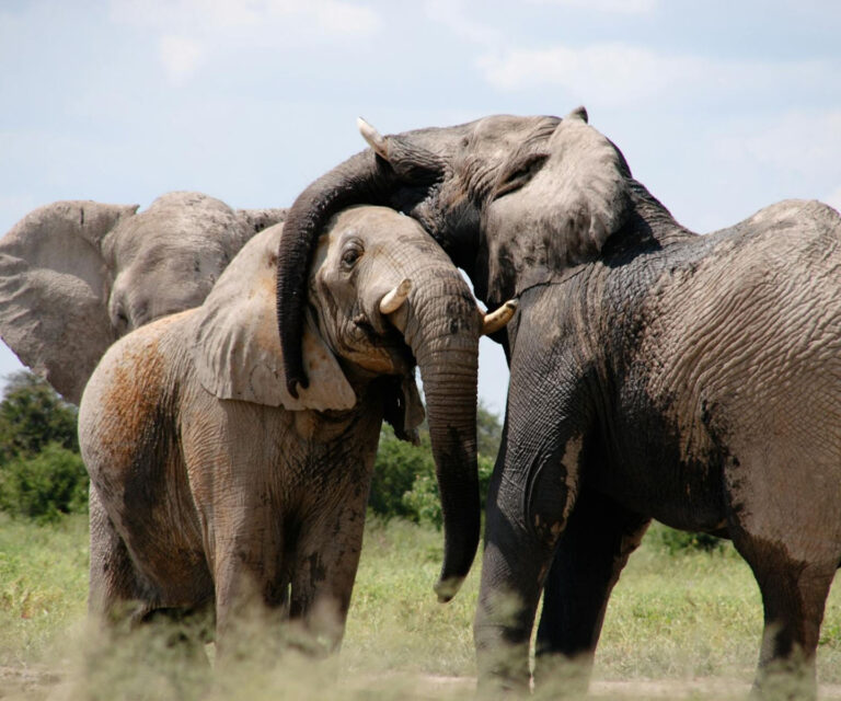 Simply Southern Tracker