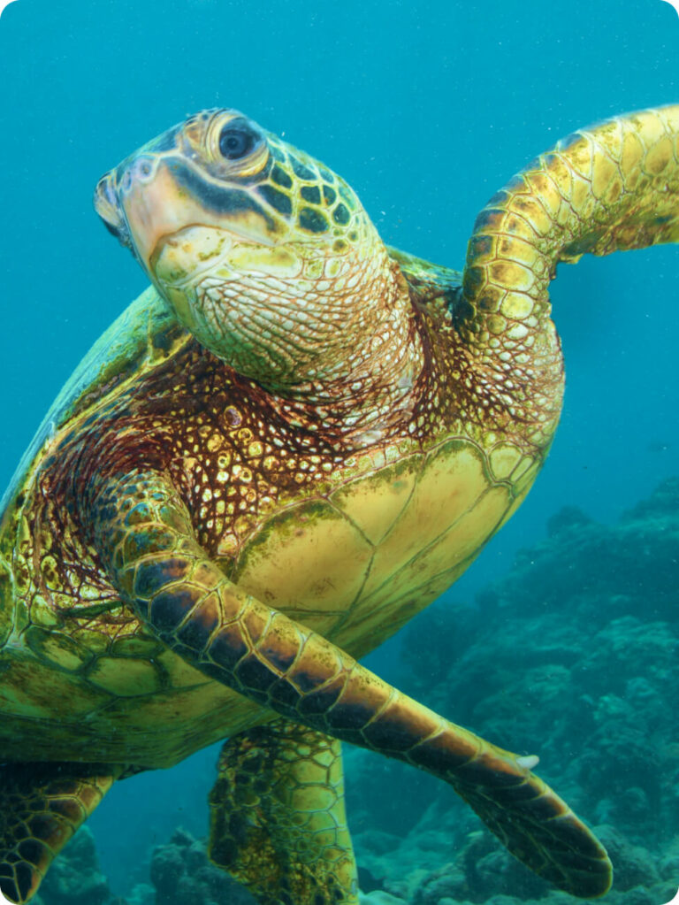 Simply Southern Tracker